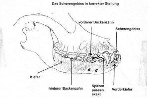Das Hundegebiss - Wissen-Hund.de