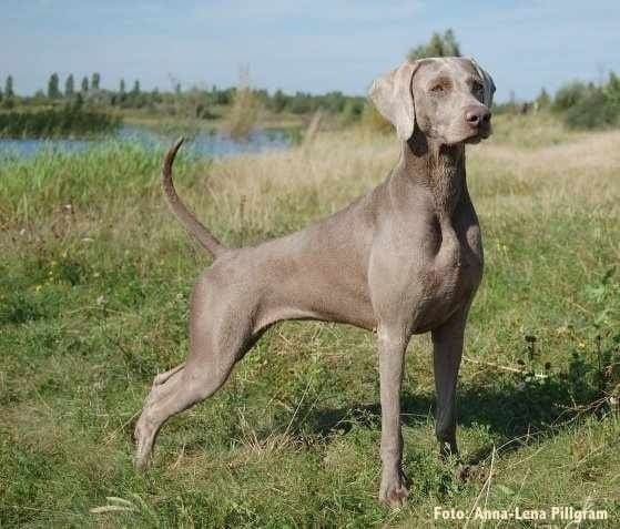 Anatomie des Hundes - Wissen-Hund.de